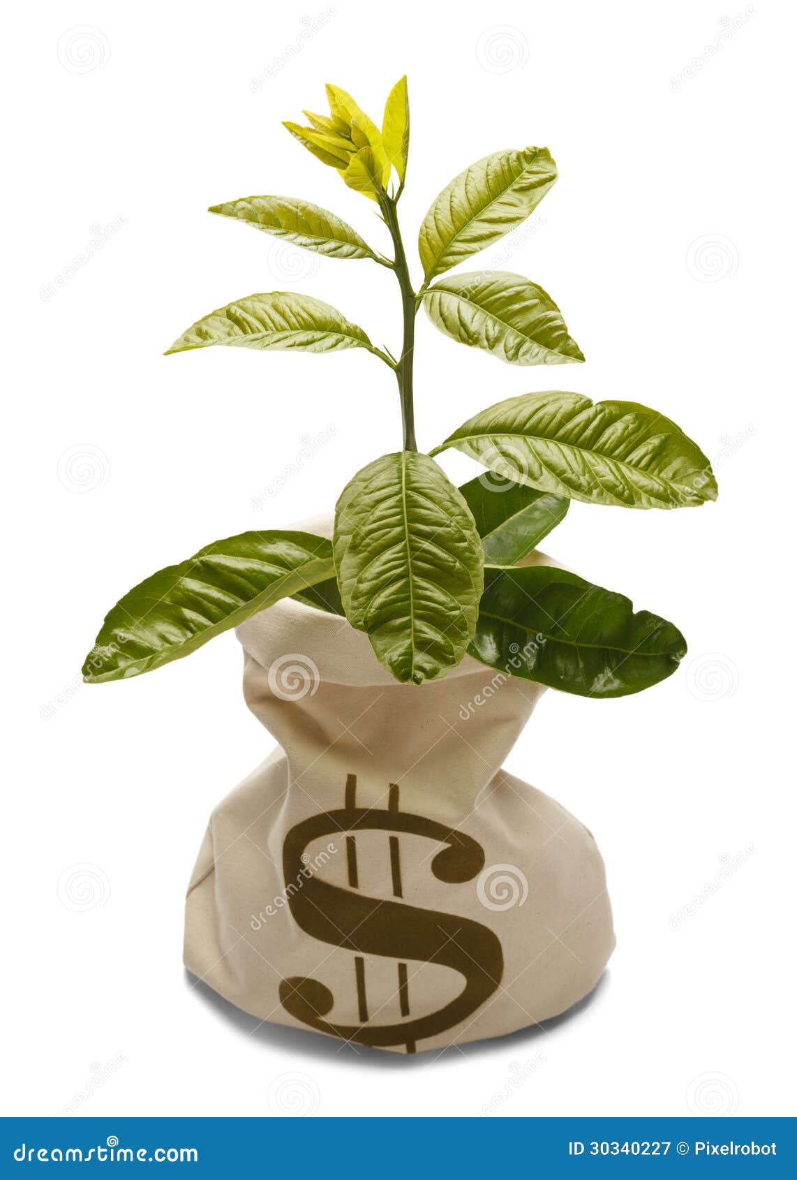 Money Tree stock image. Image of money, ideas, gardens - 30340227