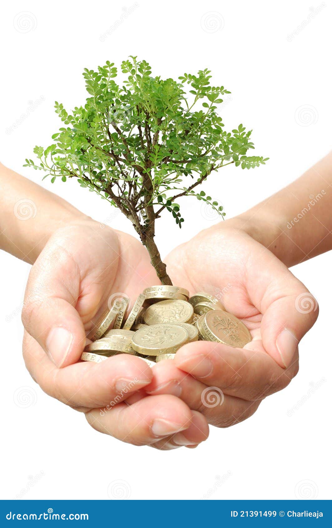Money tree growth stock image. Image of care, seedling - 21391499
