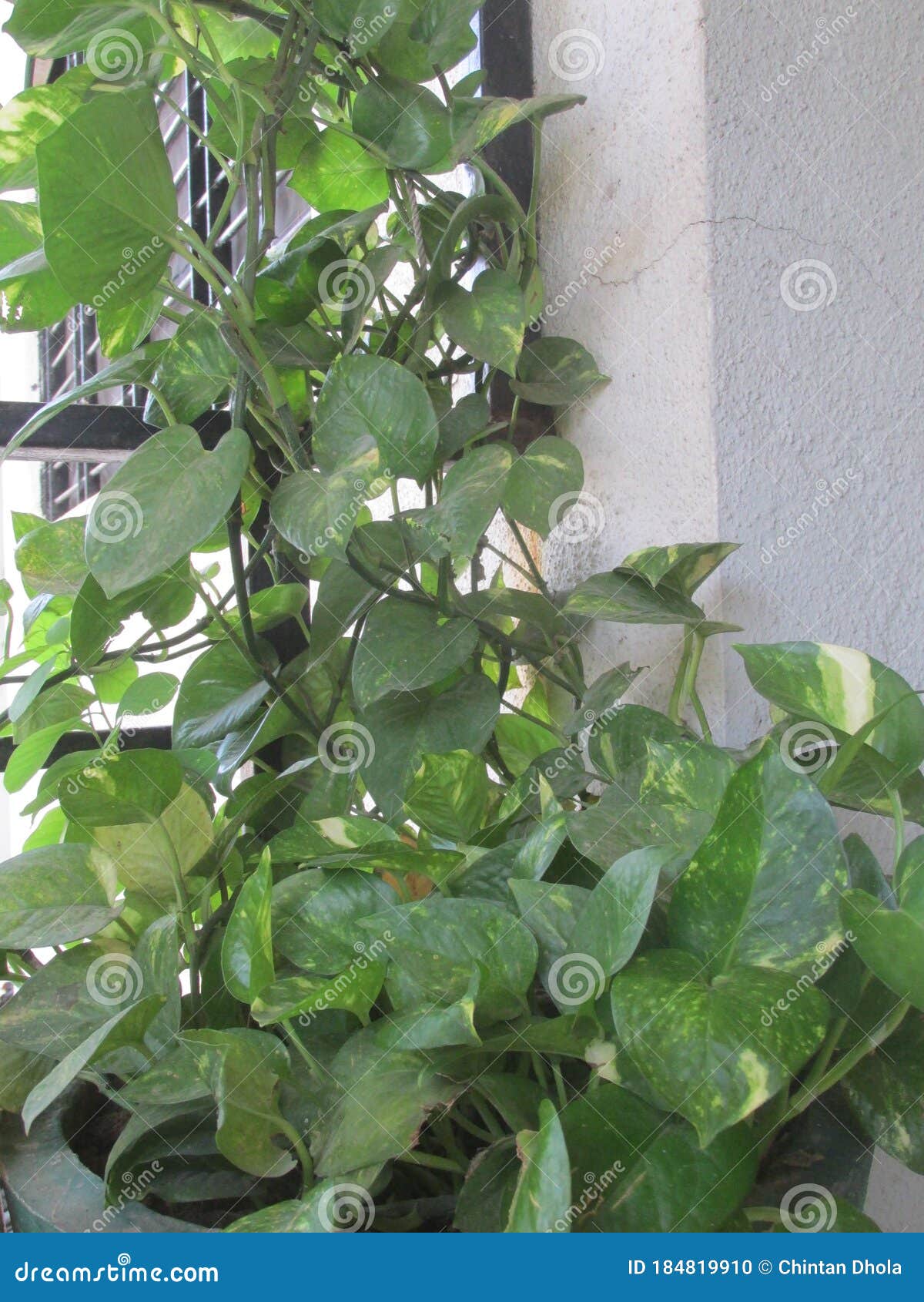 Money Tree - Gujarati Tradition Stock Photo - Image of traditio, tree ...