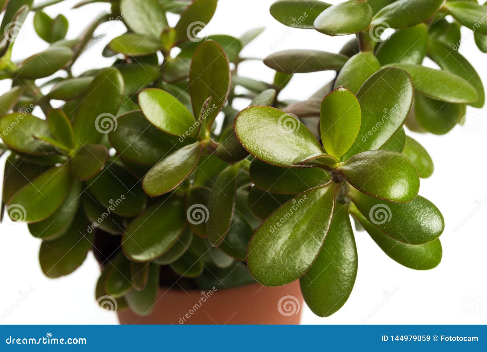Money Tree Isolated on White Background Stock Image - Image of ovata ...