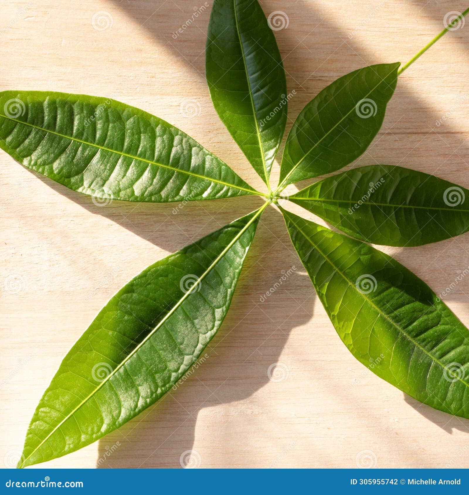 Money Tree Leaf Phyllotaxy in the Sun Stock Photo - Image of leaves ...