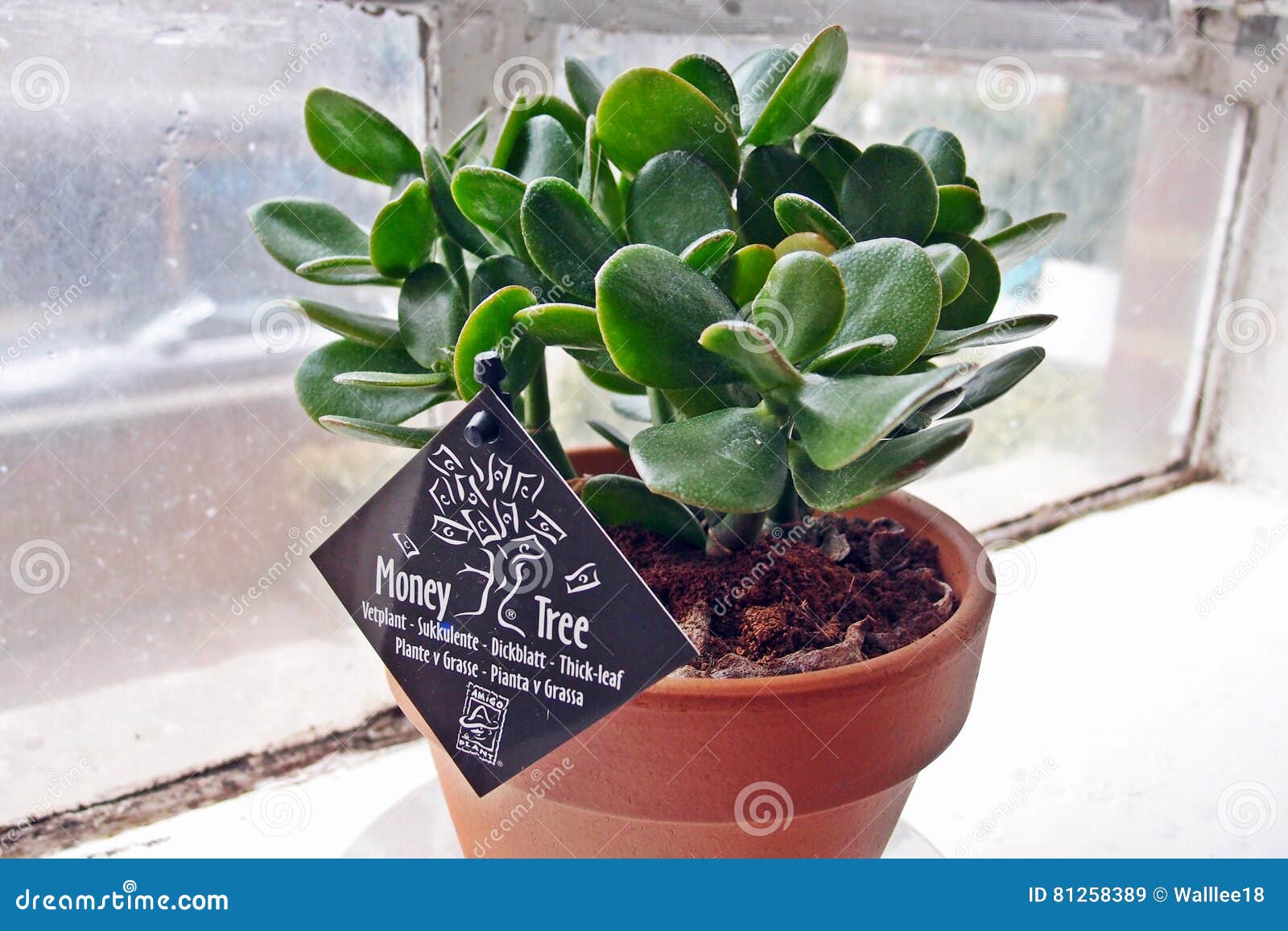 Money tree editorial stock image. Image of succulent - 81258389