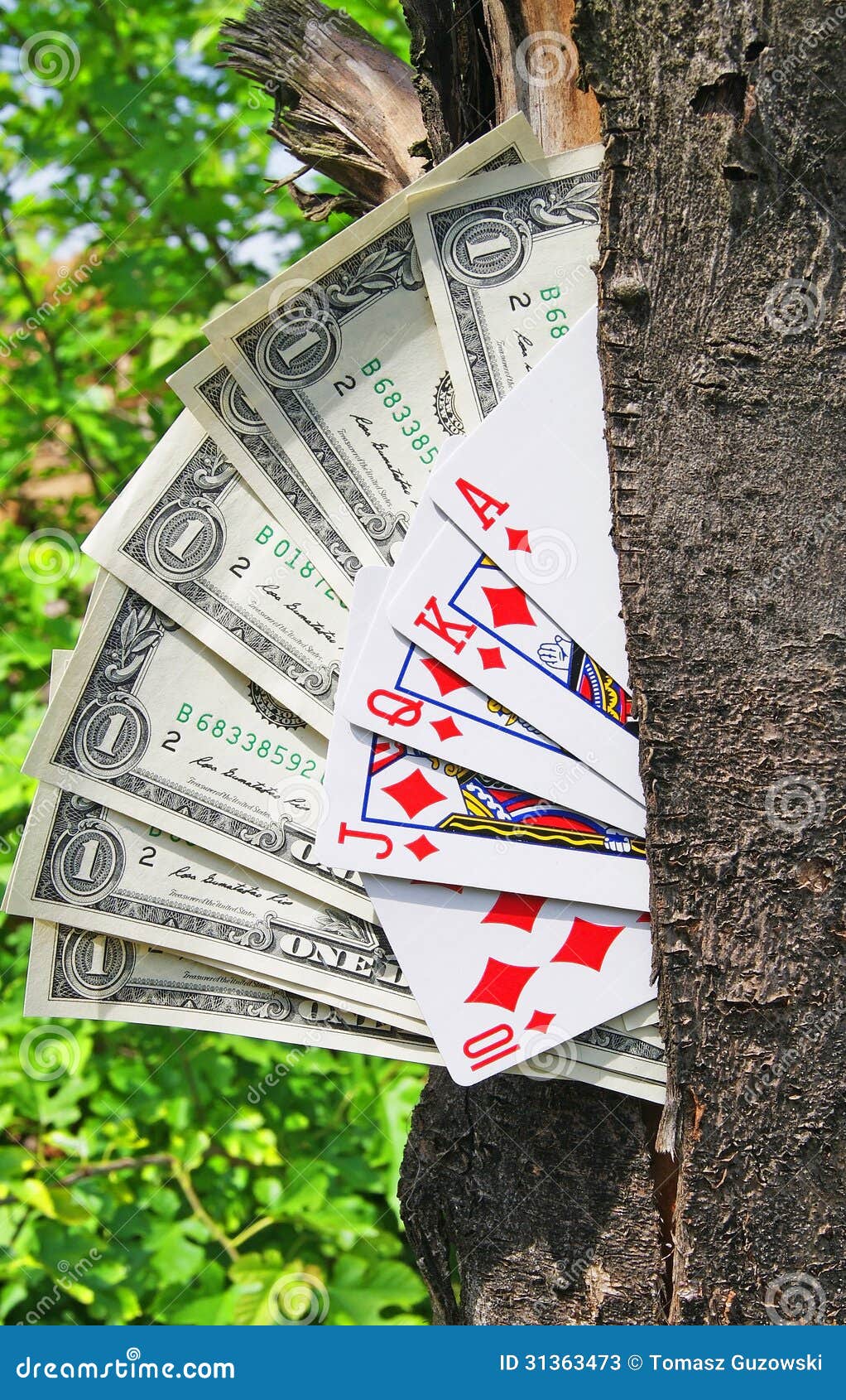 Money Tree and Playing Cards Stock Image - Image of fortune, financial ...