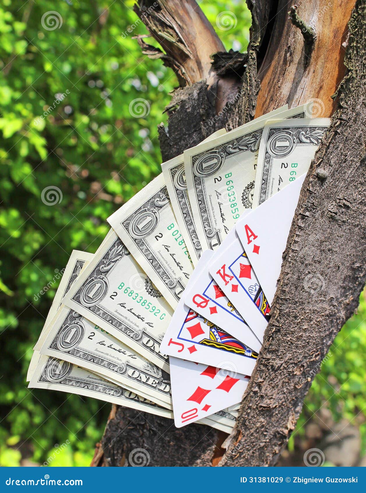 Money Tree and Playing Cards Stock Image - Image of growing ...