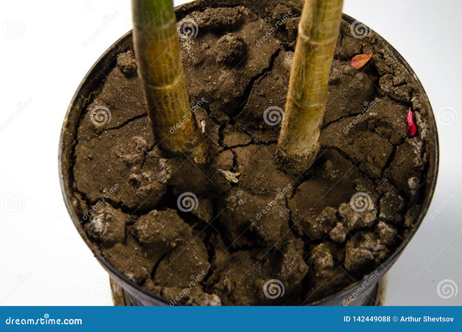 Money Tree Trunk in Macro on White Background Stock Photo - Image of ...