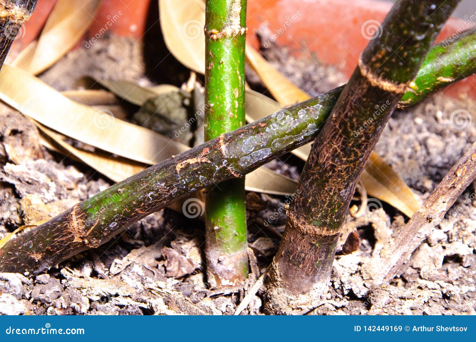 Money Tree Trunk in Macro on White Background Stock Image - Image of ...