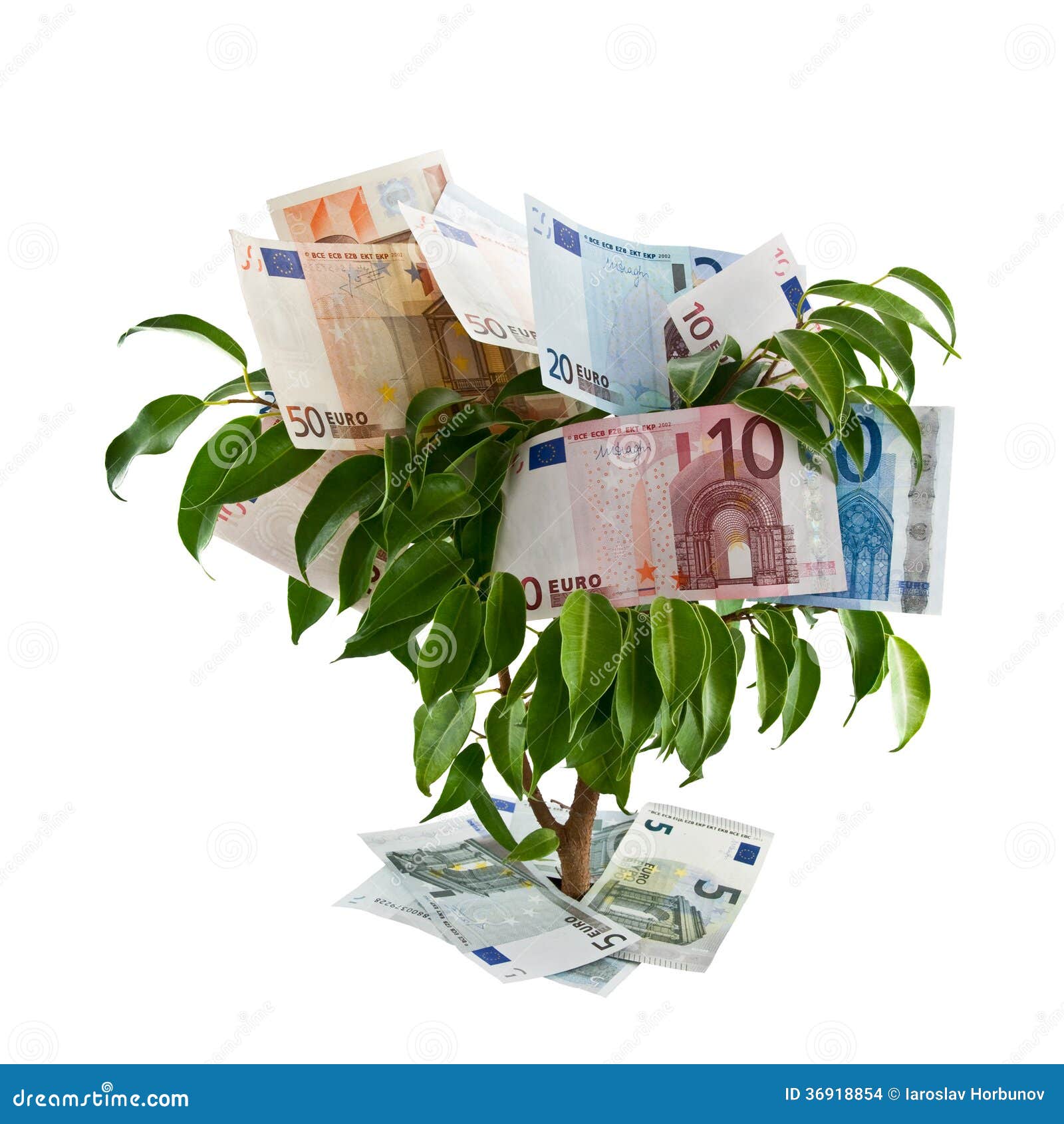 Money Tree stock photo. Image of imagination, banknotes - 36918854