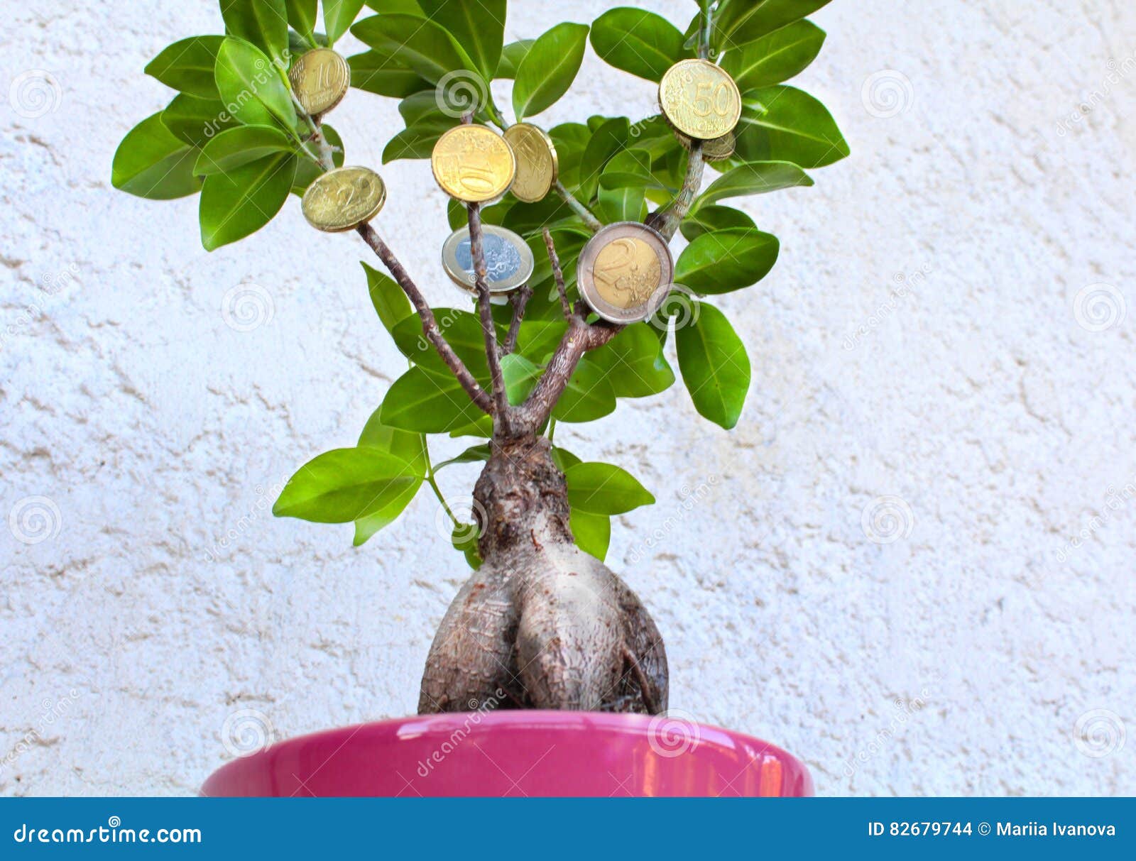 Money tree stock photo. Image of leaves, money, white - 82679744