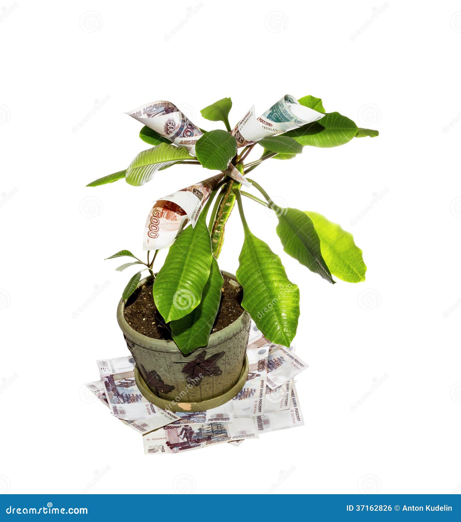 Money Tree on a White Background Stock Photo - Image of realestate ...