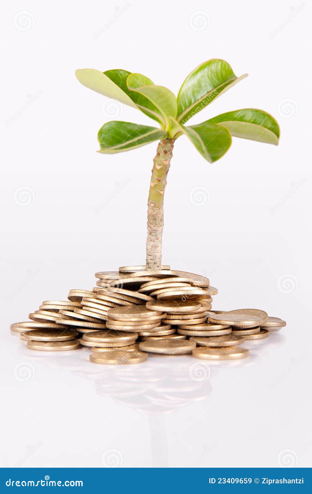 Indian Money Tree Images