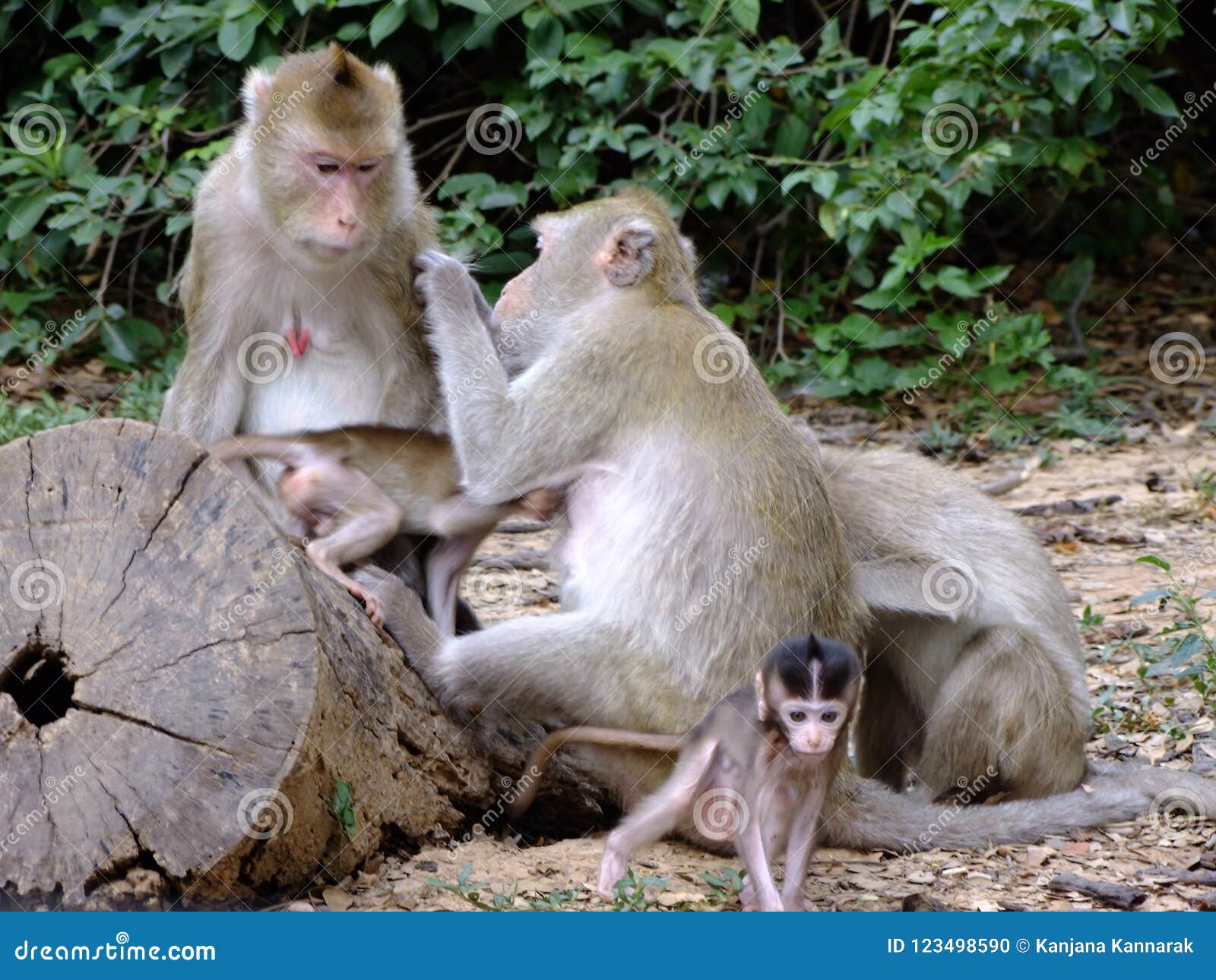 Mongkey family stock photo. Image of family, human, wildlife - 123498590