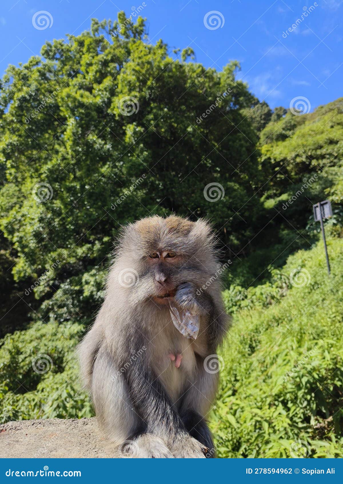 Mongkey Forest Eat Meal Green Stock Photo - Image of mongkey, green ...