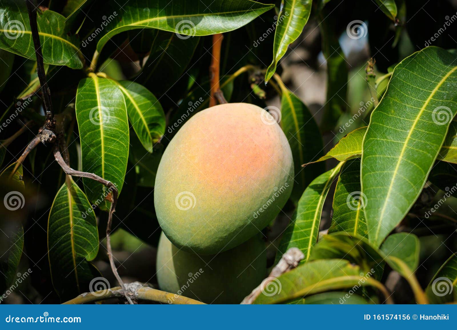 Mongo Fruit Hanging on Tree - Mongo Fruits Stock Photo - Image of ...