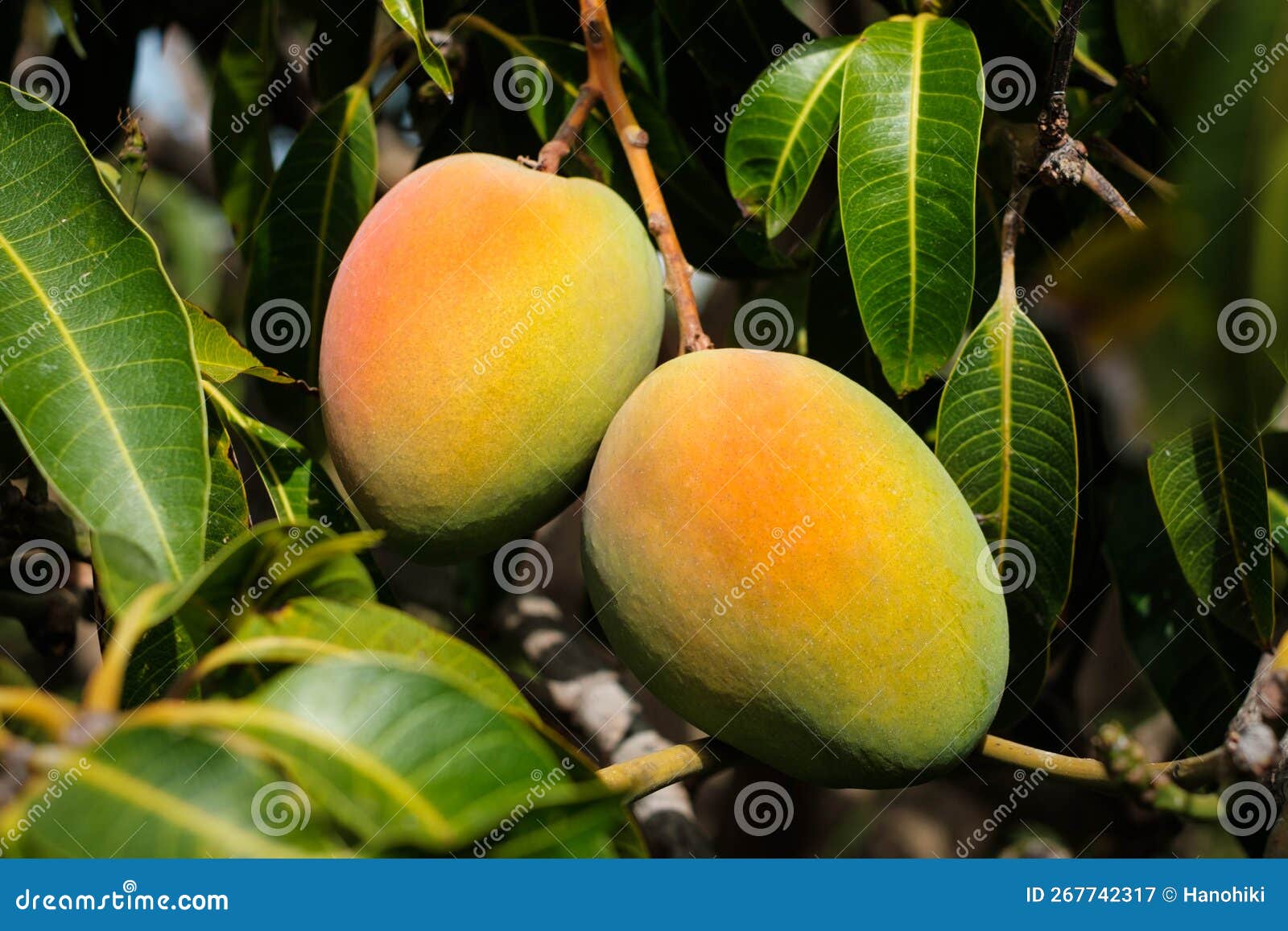 Mongo Fruit Hanging on Tree - Mongo Fruits Stock Image - Image of ...