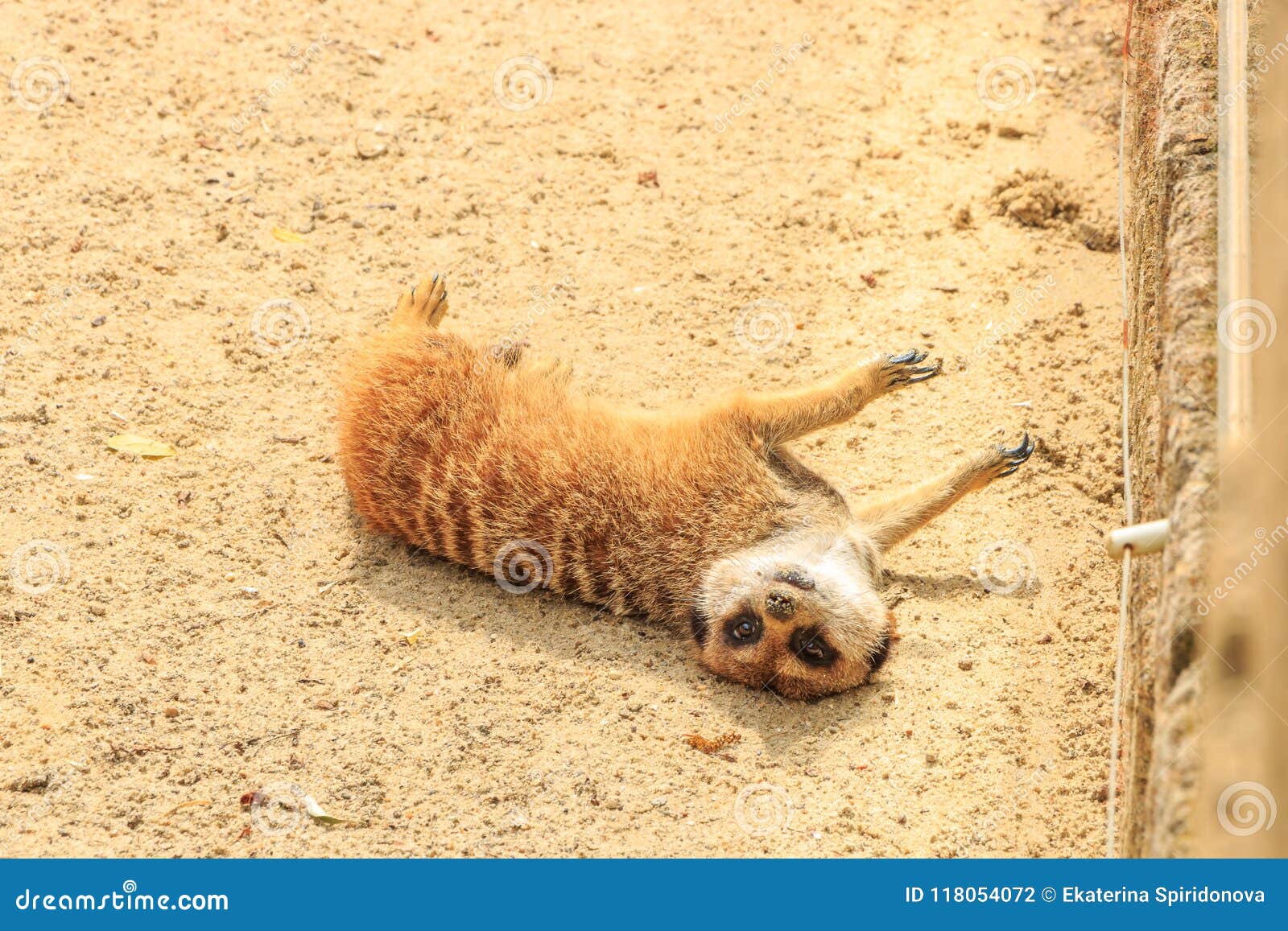 Mongoes stock foto. Image of mongoes, park, fauna, dierentuin - 118054072