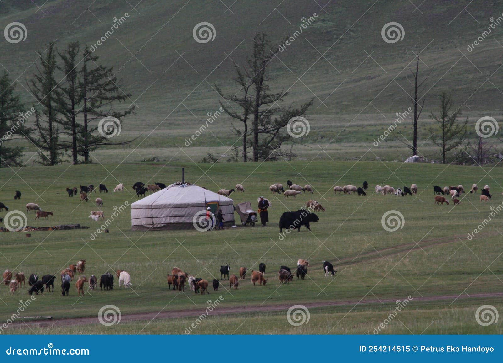 One Evening in the Nomadic Life, Ovorkhangai, Mongolia. Stock Image ...