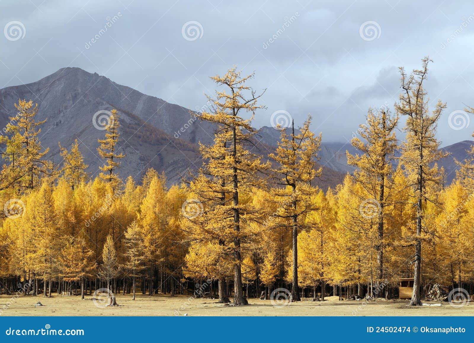 Mongolia stock photo. Image of mongolia, yellow, forest - 24502474