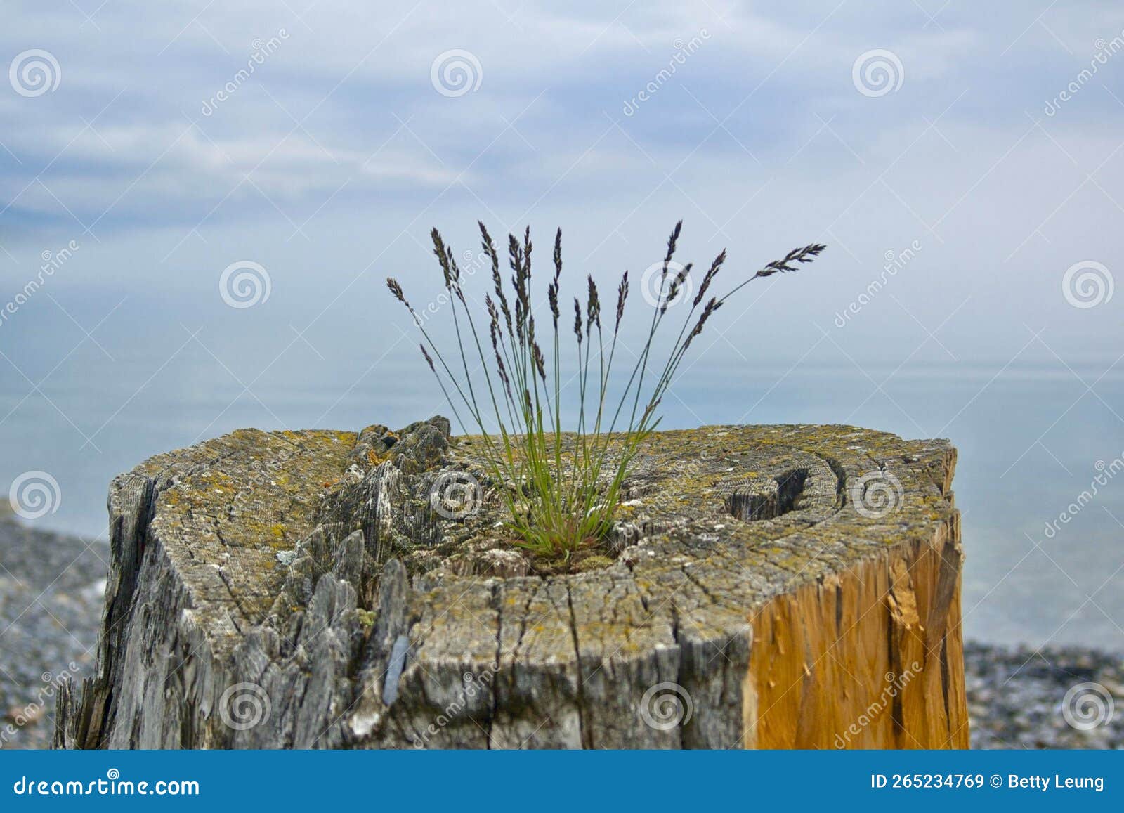 Plants Growing from the Core of the Trunk in Mongolia Stock Image ...