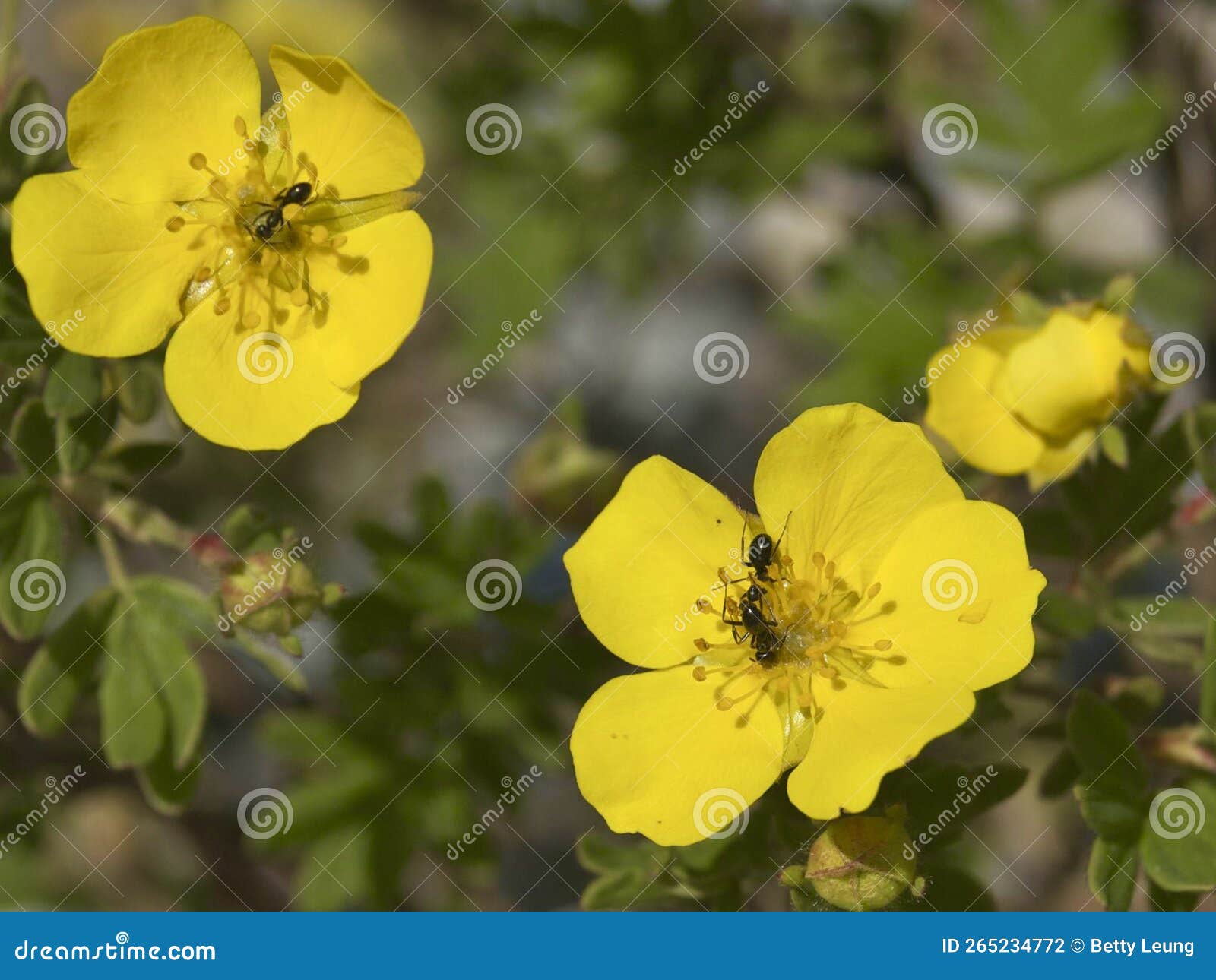Bright Yellow Graceful Cinquefoil Flowers Blooming in the Garden in ...