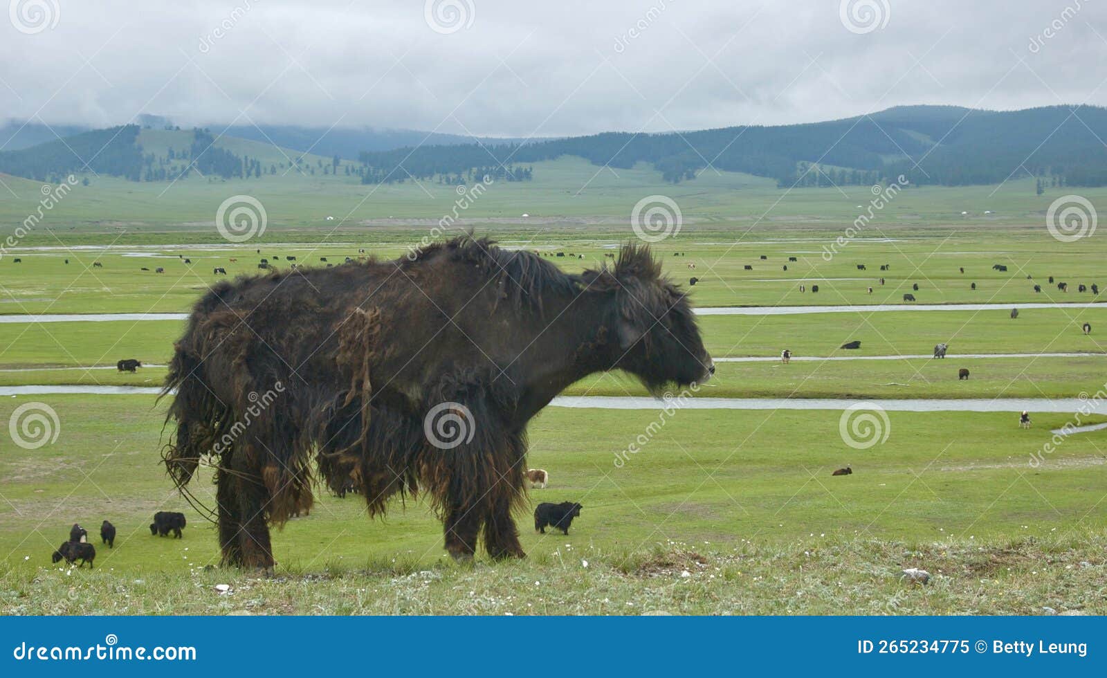 Mongolian Hairy Yaks Roaming All Over the Fields in Mongolia Stock ...