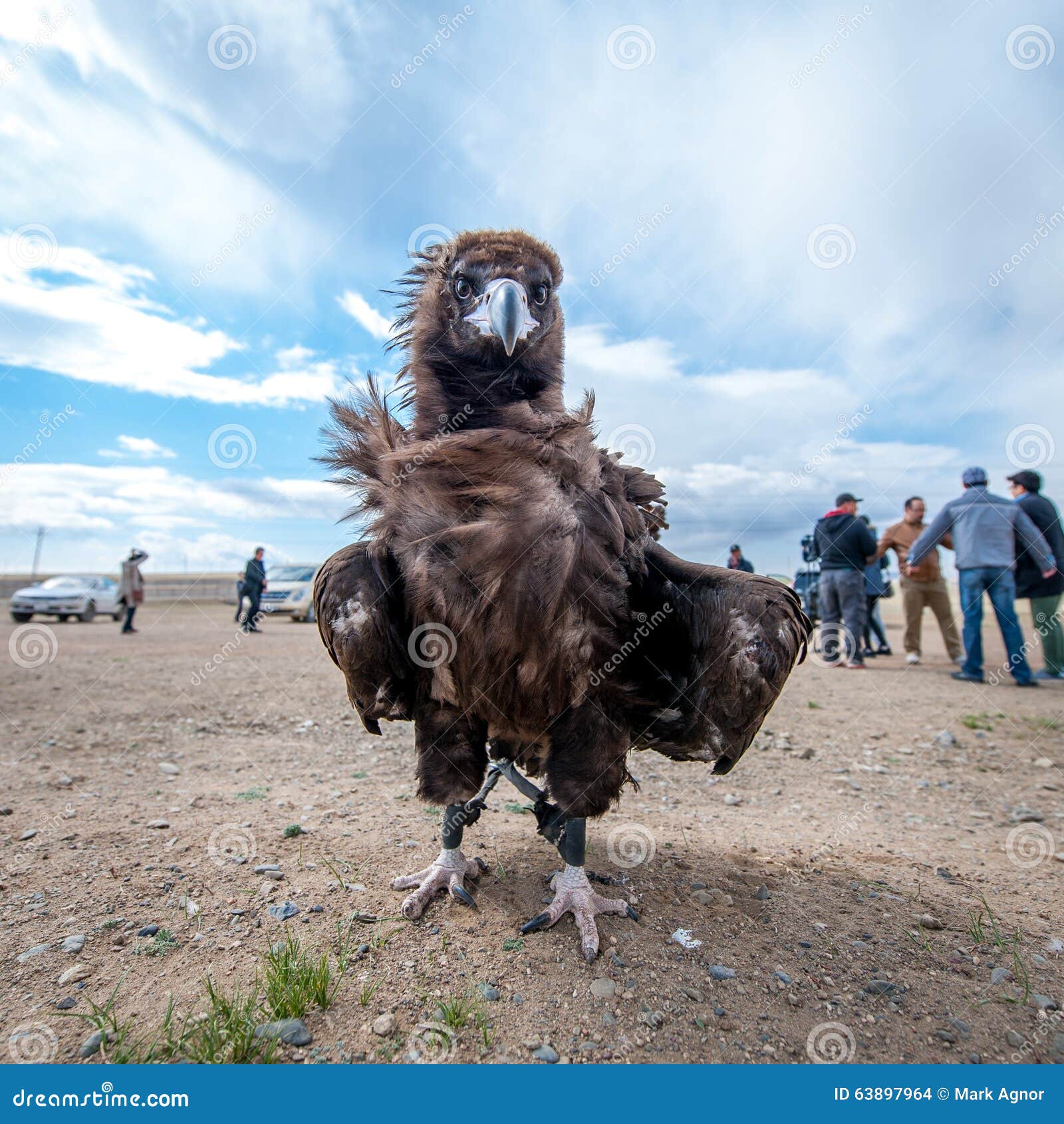 MONGOLIA - May 17, 2015: Specially Trained Eagle for Hunting in ...