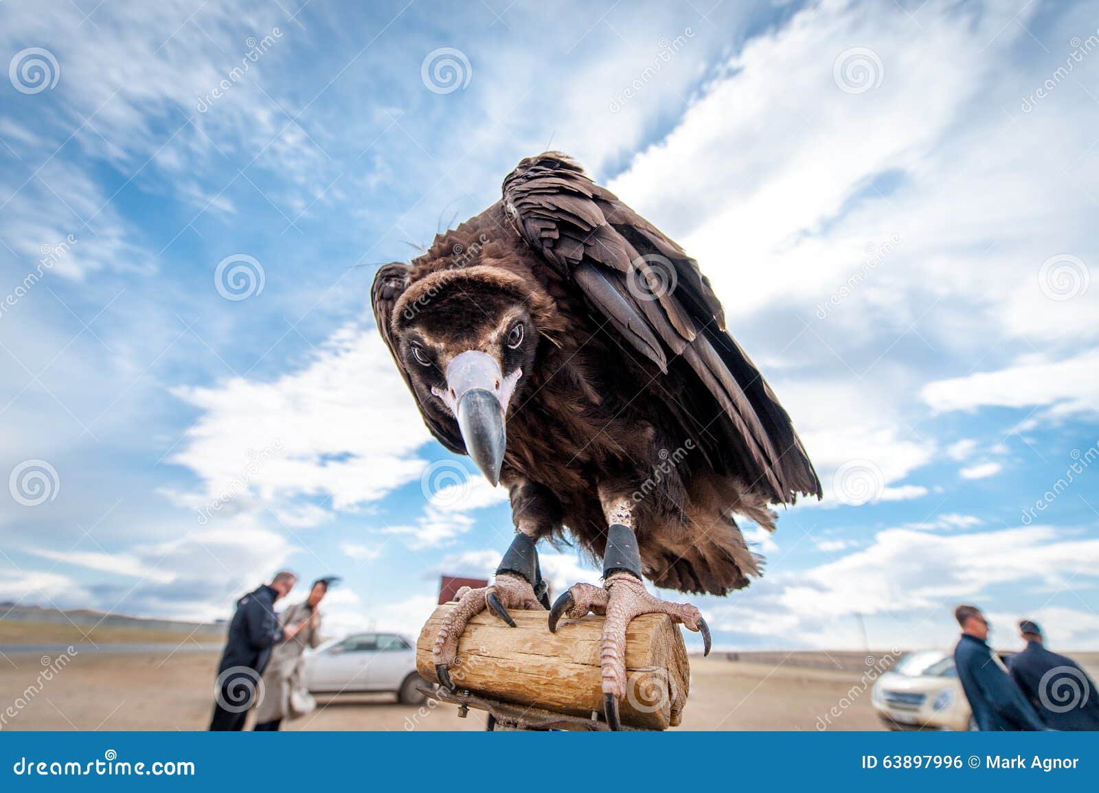 MONGOLIA - May 17, 2015: Specially Trained Eagle for Hunting in ...