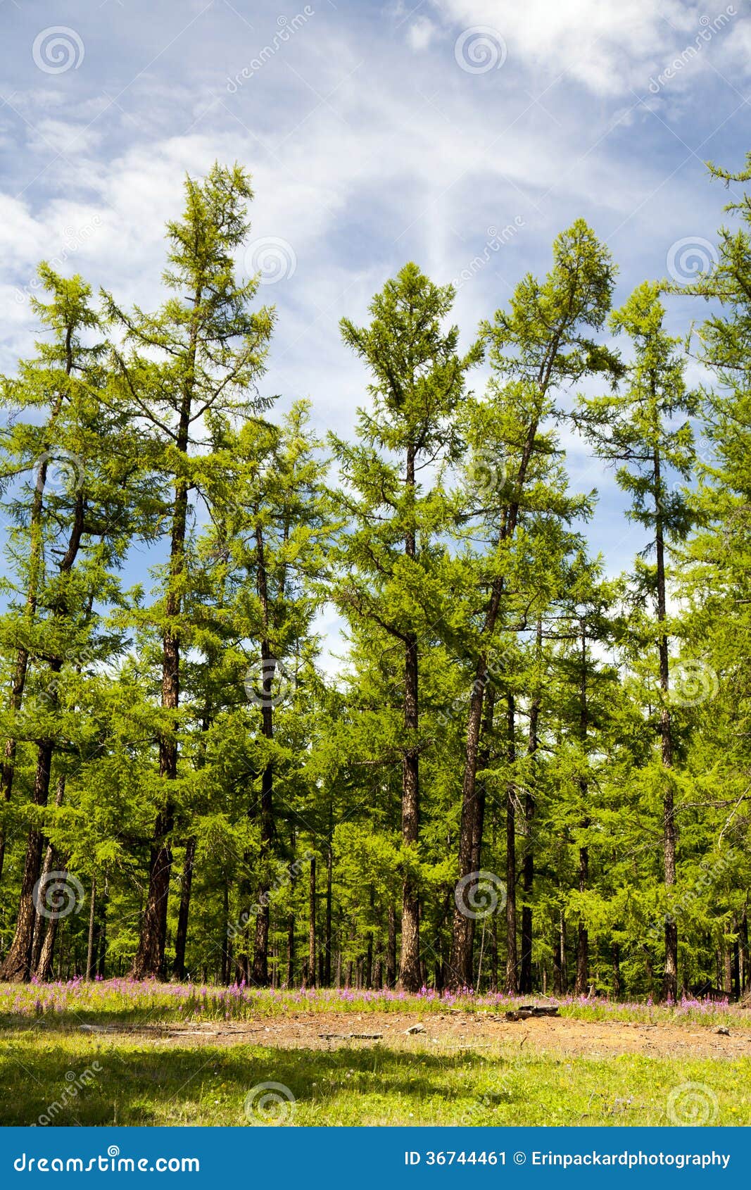 Mongolia S Northern Forests Stock Image - Image of purple, plain: 36744461