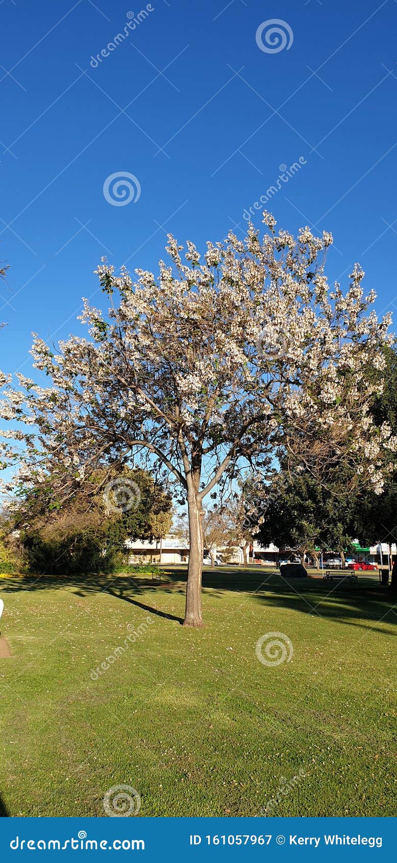 Mongolia tree stock image. Image of white, mongolia - 161057967