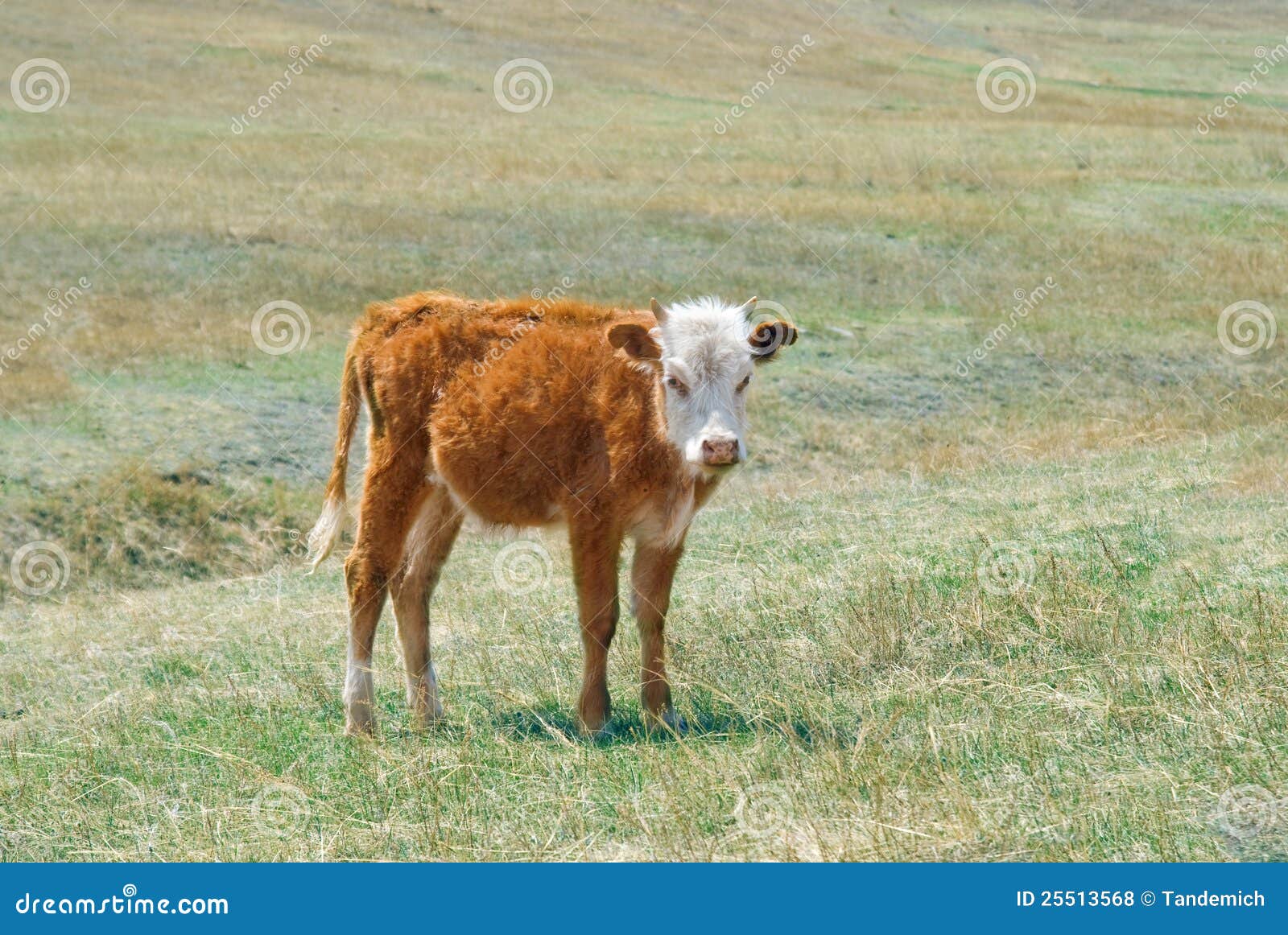Mongolian cow stock photo. Image of landscape, beef, highland - 25513568
