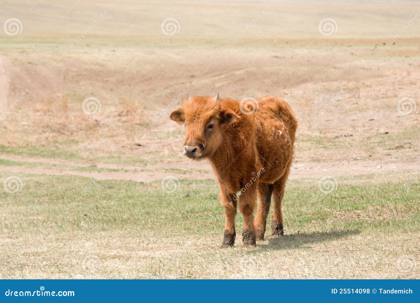 Mongolian Cow Royalty-Free Stock Image | CartoonDealer.com #25514098
