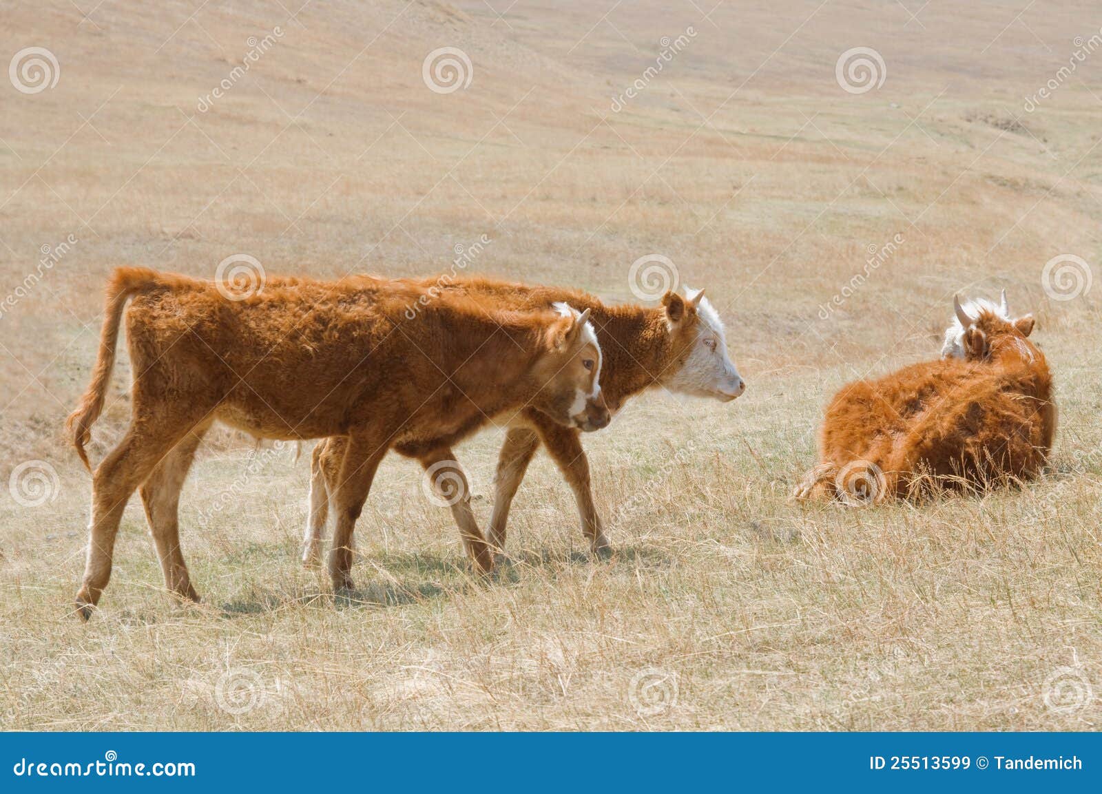 Mongolian cows stock image. Image of livestock, coat - 25513599