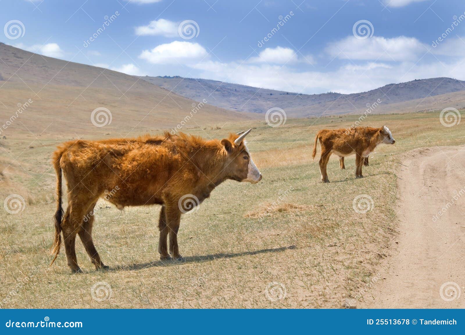 Mongolian cows stock photo. Image of calf, mongolian - 25513678