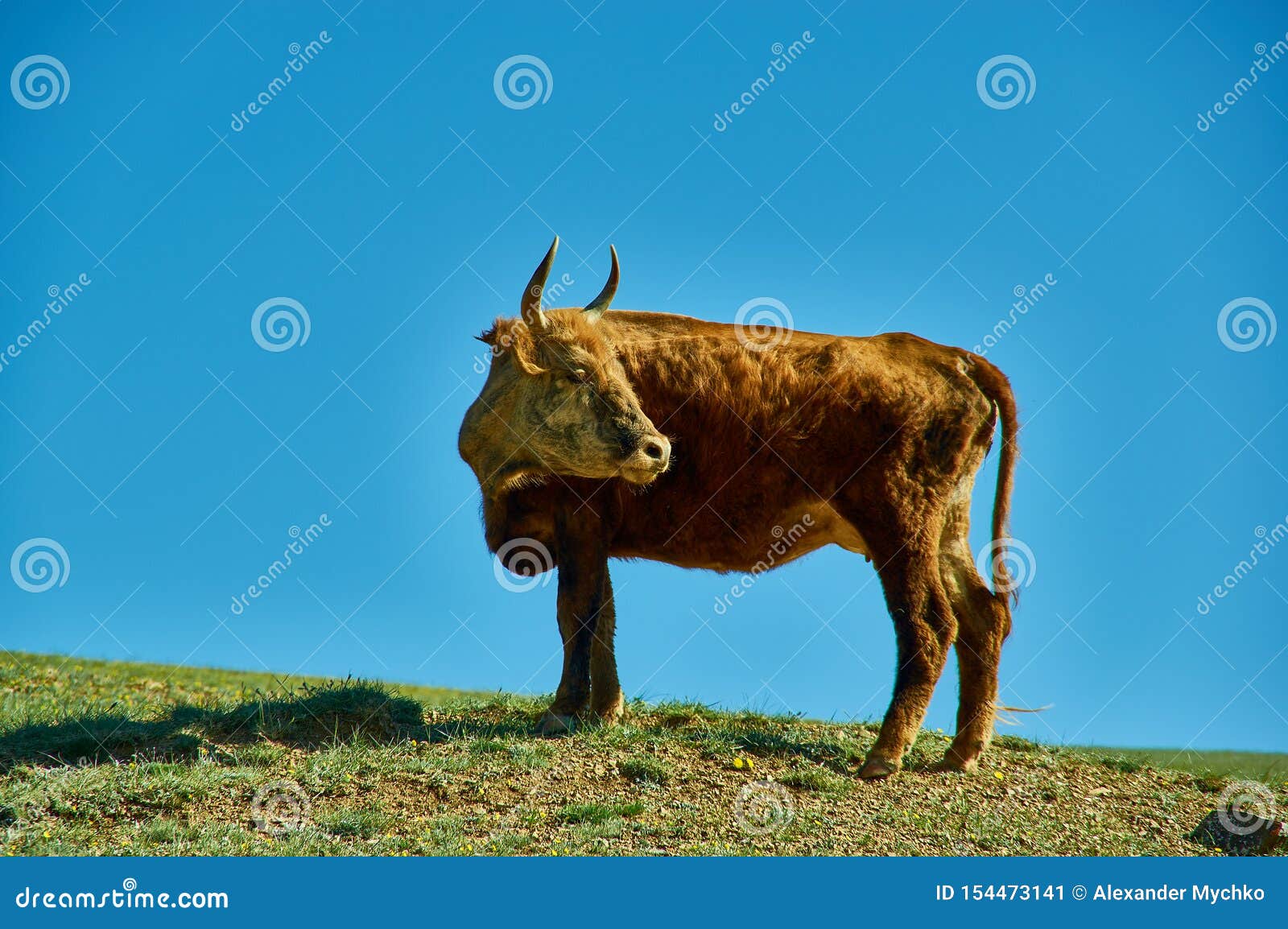 Mongolian Cows in a Mountain Meadow Stock Image - Image of scenery ...