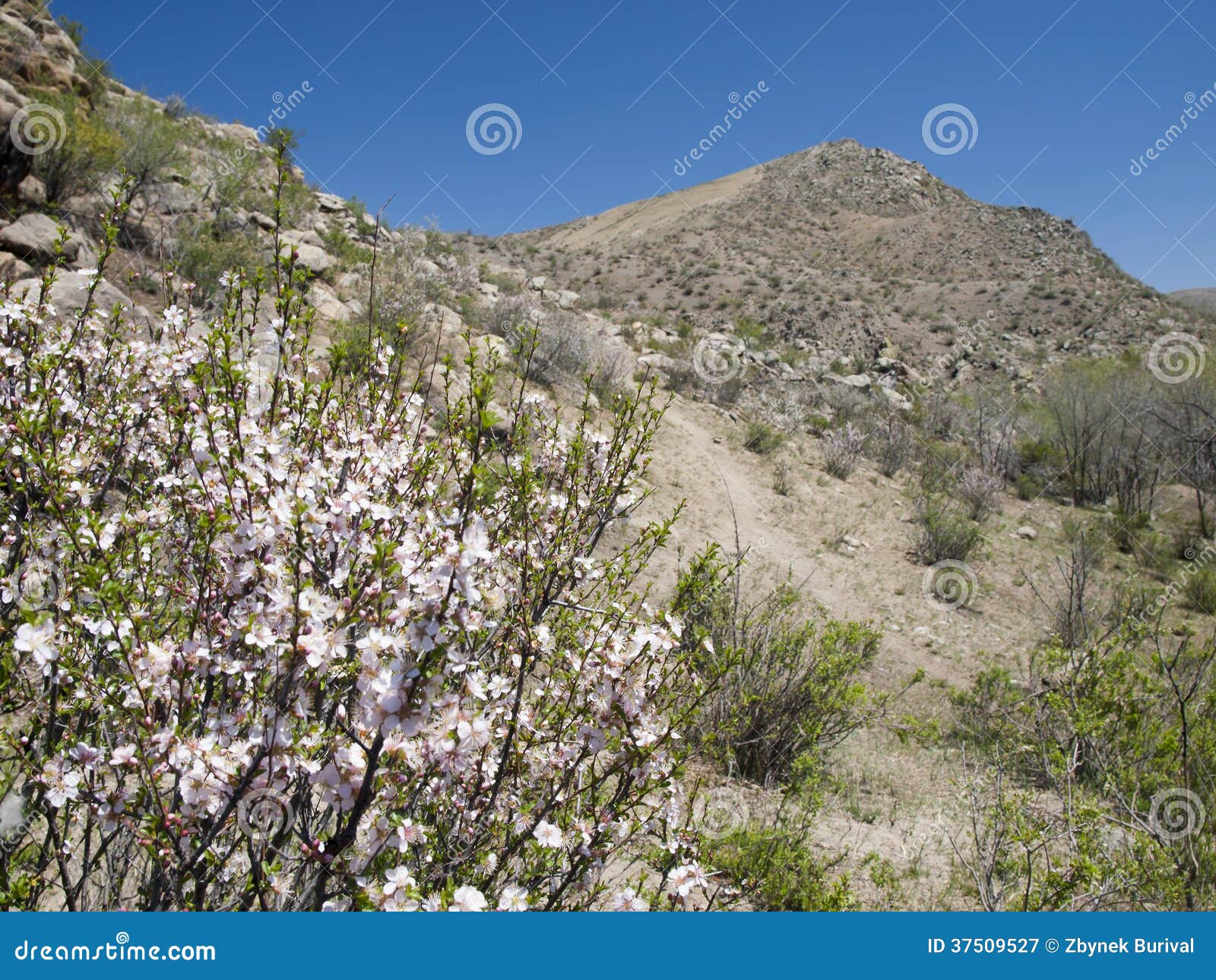 Mongolian desert in spring stock image. Image of lonely - 37509527