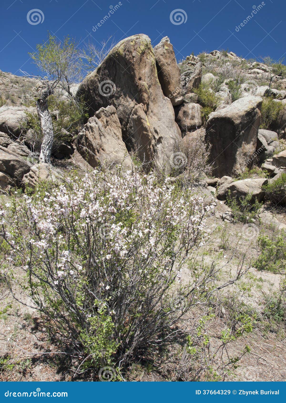 Mongolian desert in spring stock image. Image of lonely - 37664329