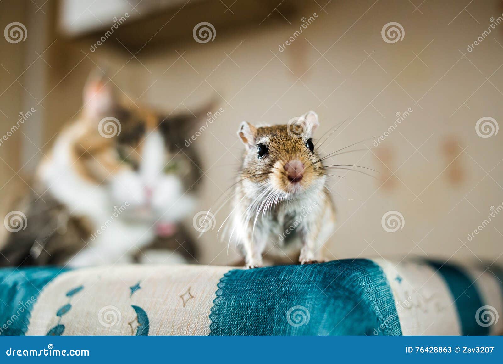316 Mouse Mongolian Stock Photos - Free & Royalty-Free Stock Photos ...