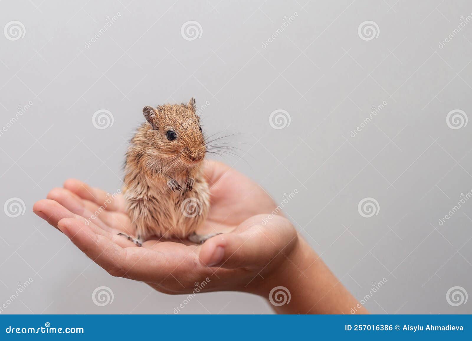 Mongolian Gerbils (Meriones) As a Pet Stock Photo - Image of mongolia ...