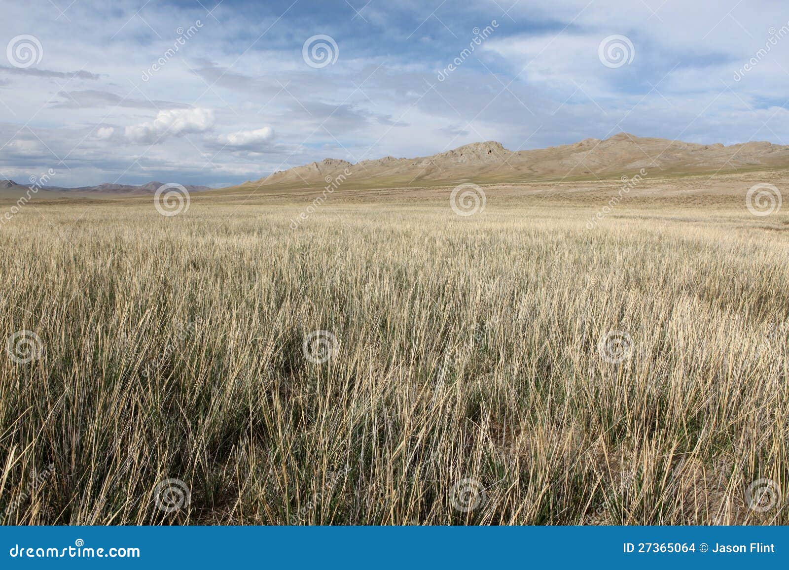 Mongolian Grass