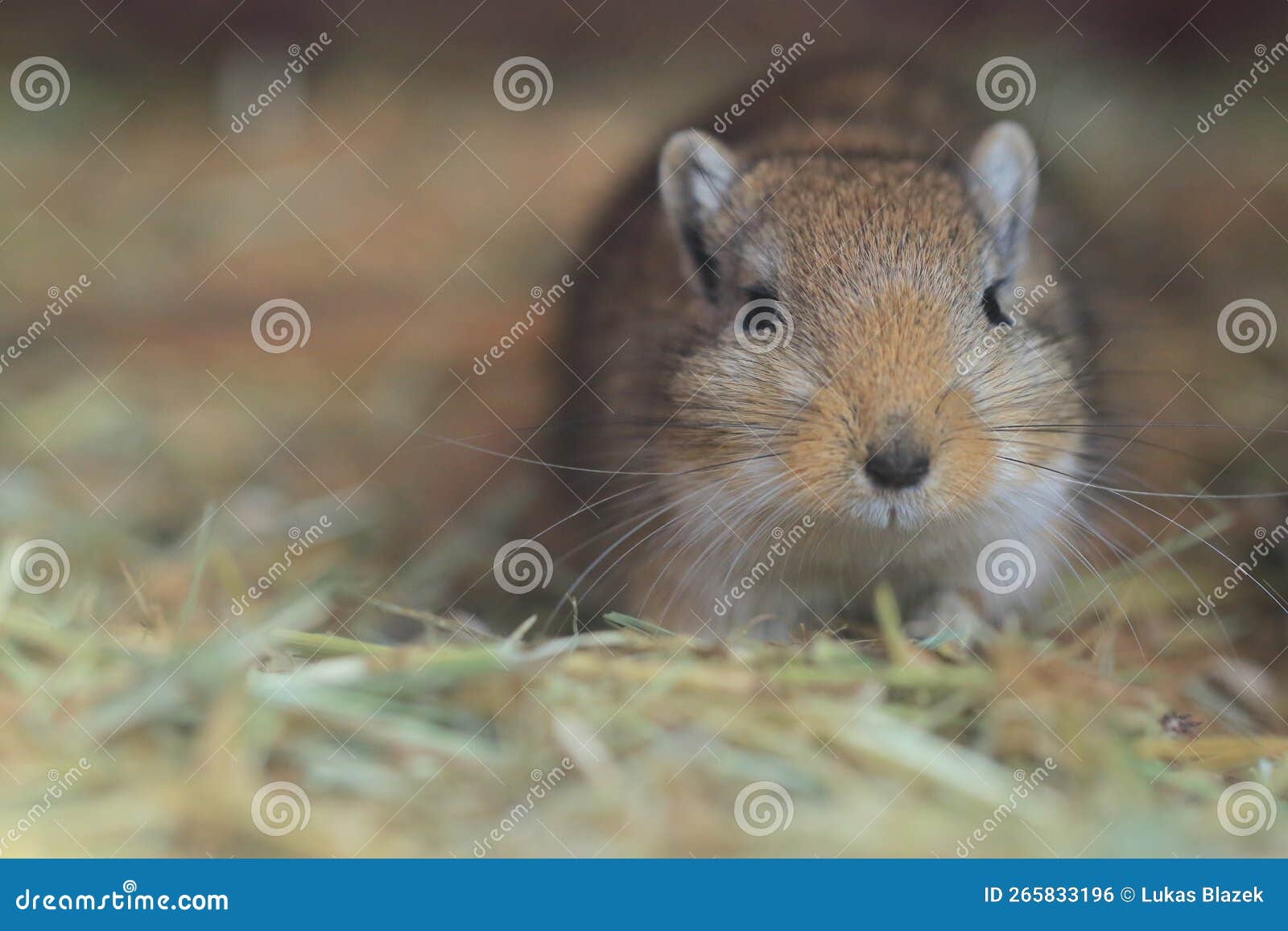 Mongolian jird stock photo. Image of unguiculatus, nature - 265833196