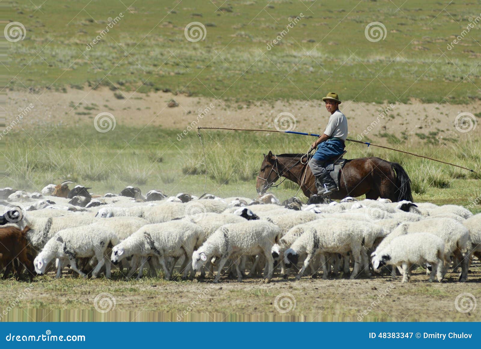 Mongolian Man Tends Herd of Sheep, Circa Harhorin, Mongolia. Editorial ...
