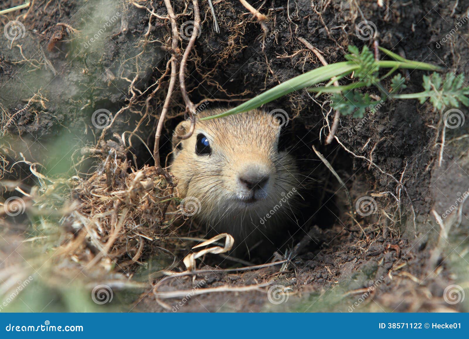Do Rabbits And Prairie Dogs Get Along