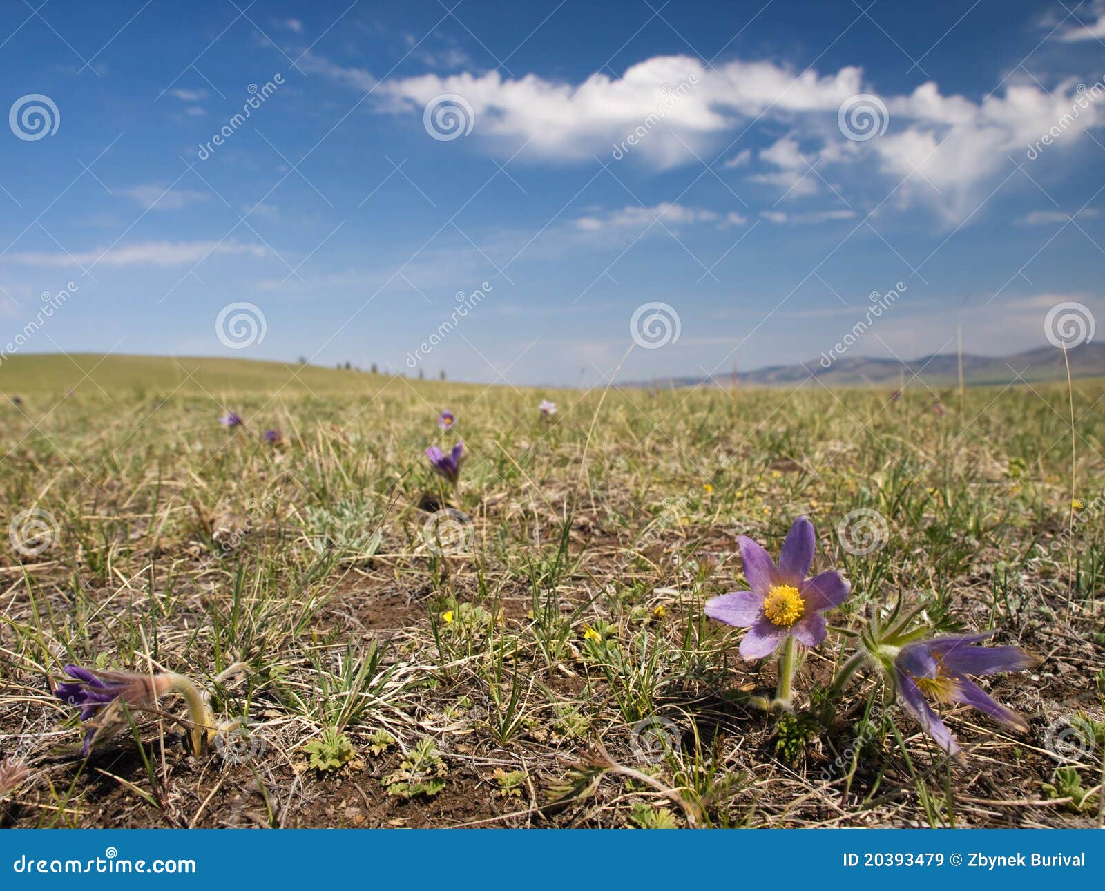 Mongolian steppe in bloom stock image. Image of scenics - 20393479