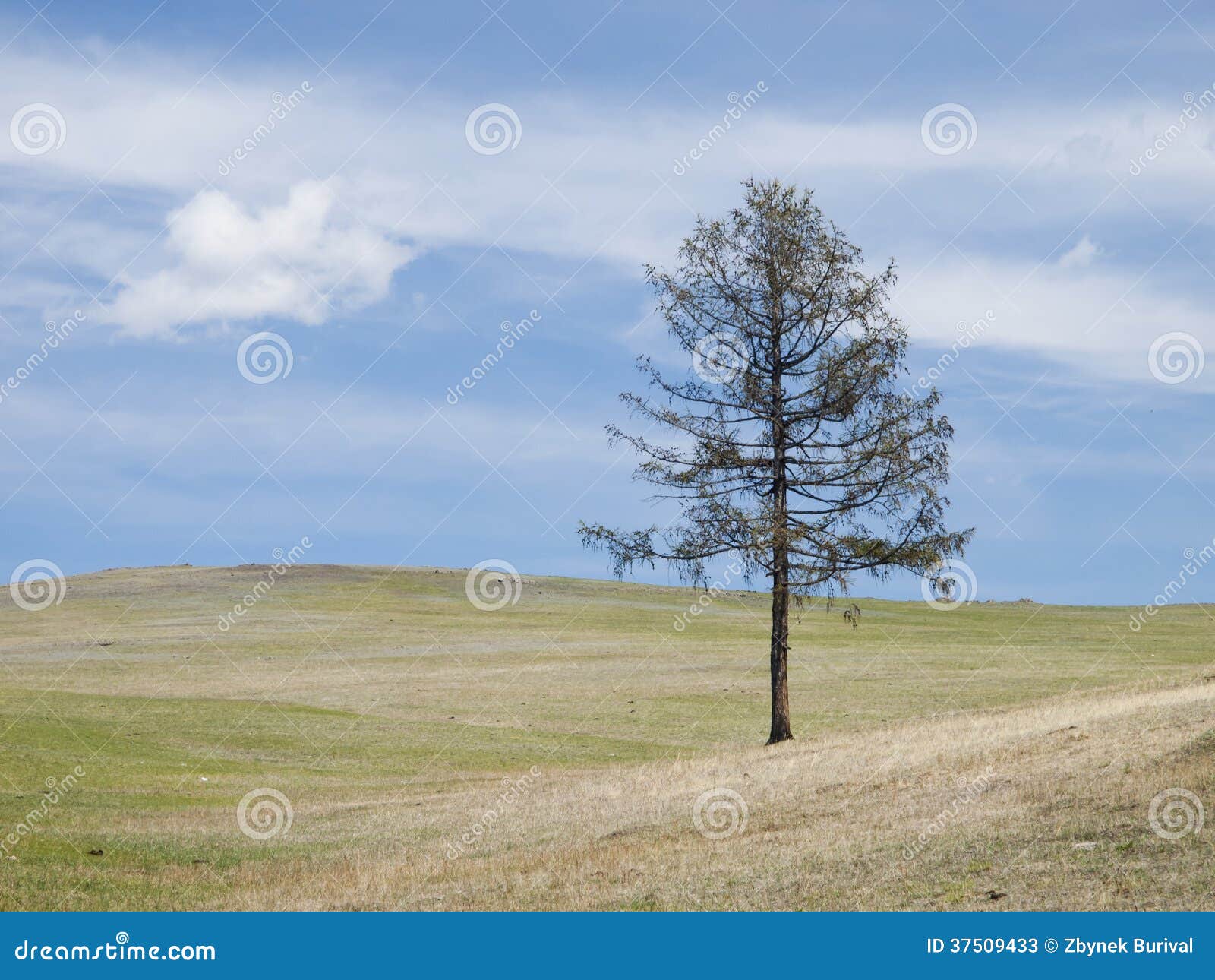 324 Mongolian Steppe Tree Photos - Free & Royalty-Free Stock Photos ...