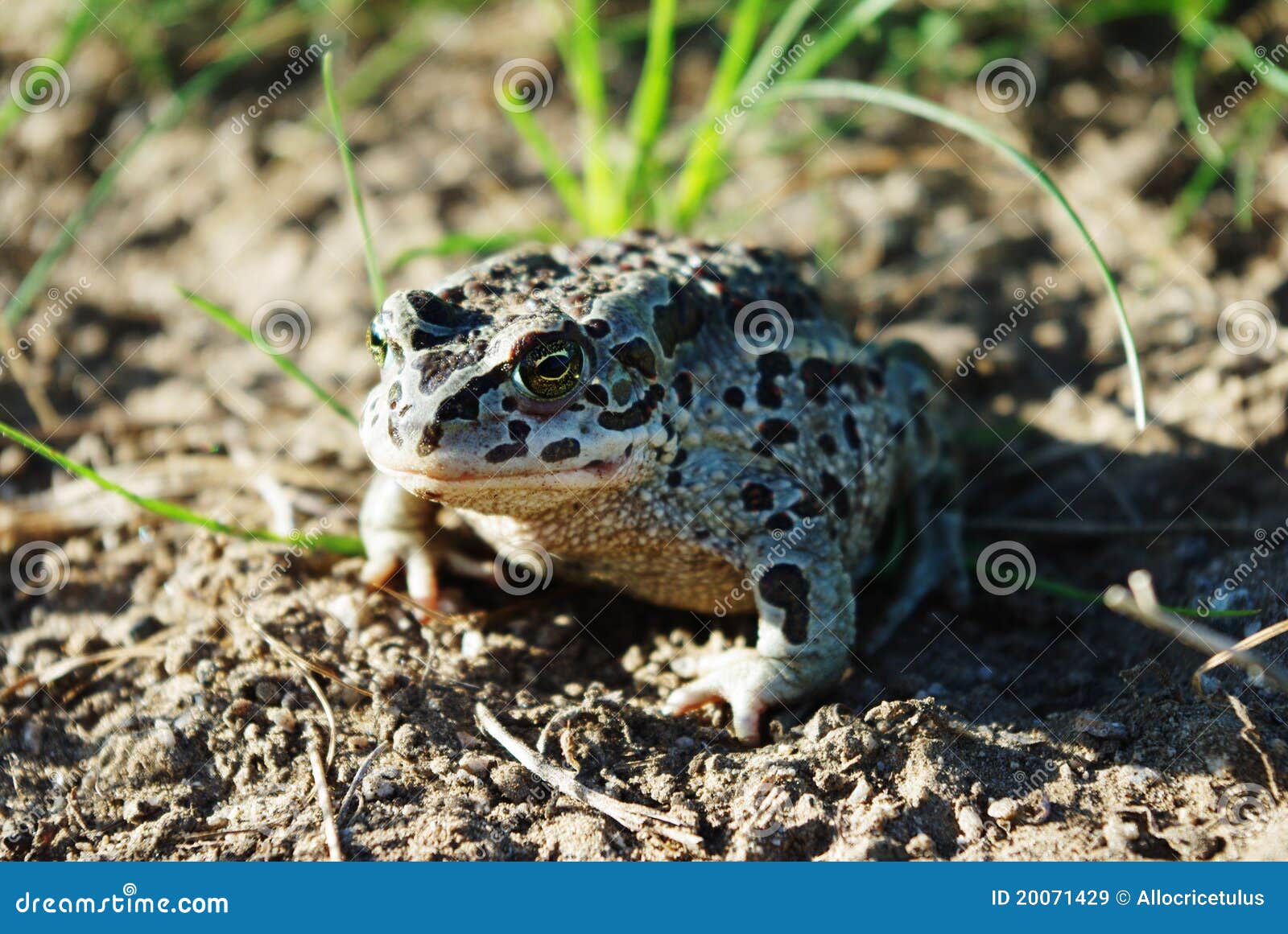 Mongolian toad stock image. Image of amphibian, animal - 20071429