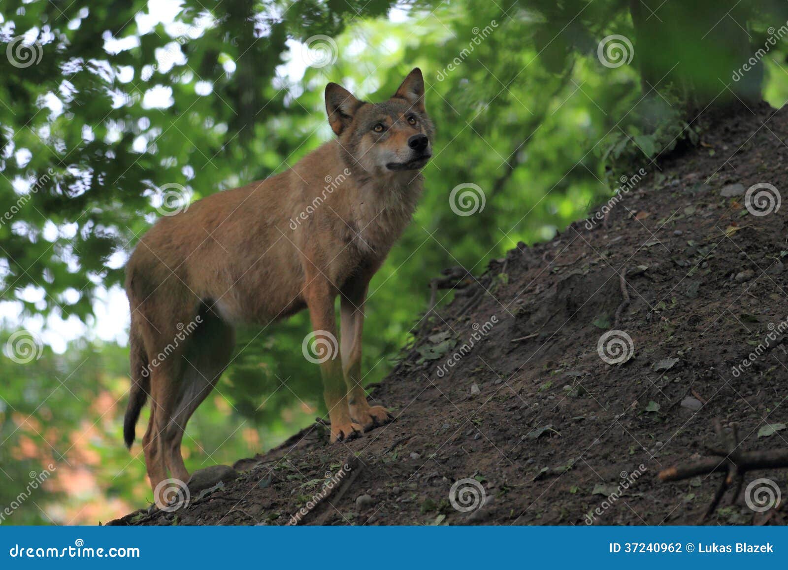 Mongolian wolf stock photo. Image of animal, mammal, adult - 37240962