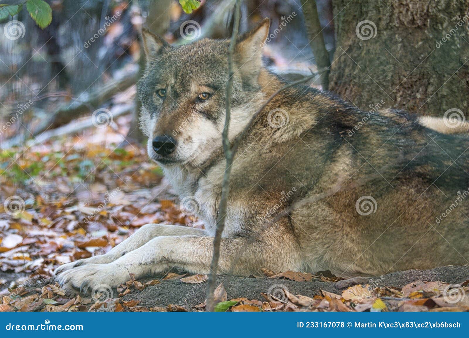 Mongolian Wolf in a Deciduous Forest in Close Up Stock Photo - Image of ...