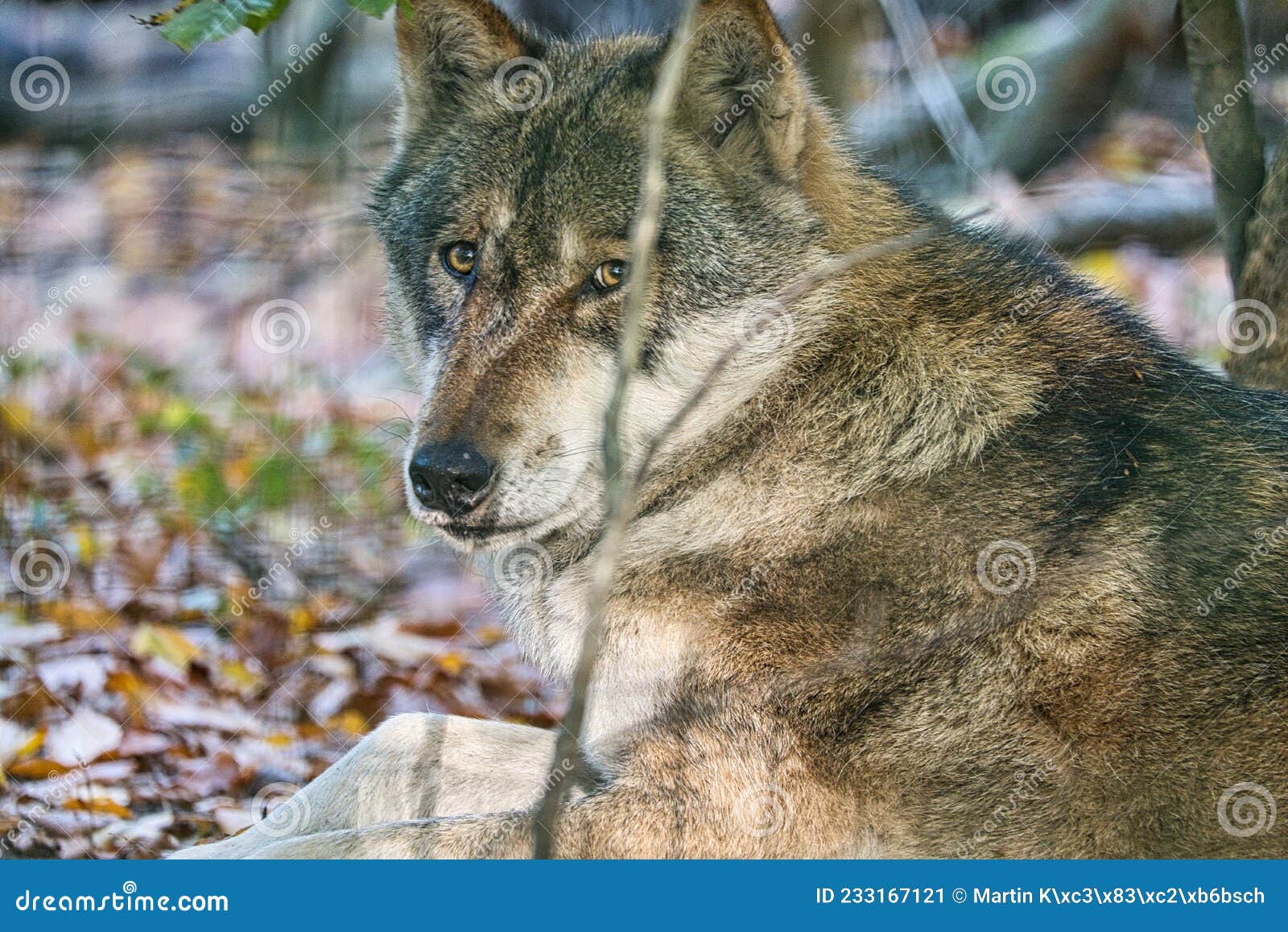Mongolian Wolf in a Deciduous Forest in Close Up Stock Image - Image of ...