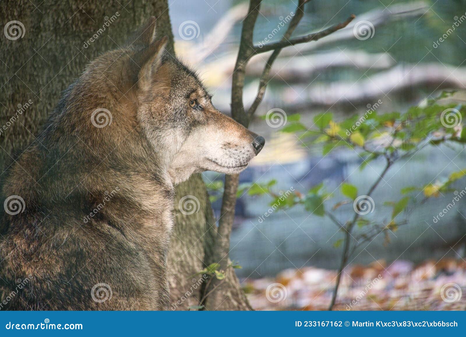 Mongolian Wolf in a Deciduous Forest in Closeup Stock Photo - Image of ...