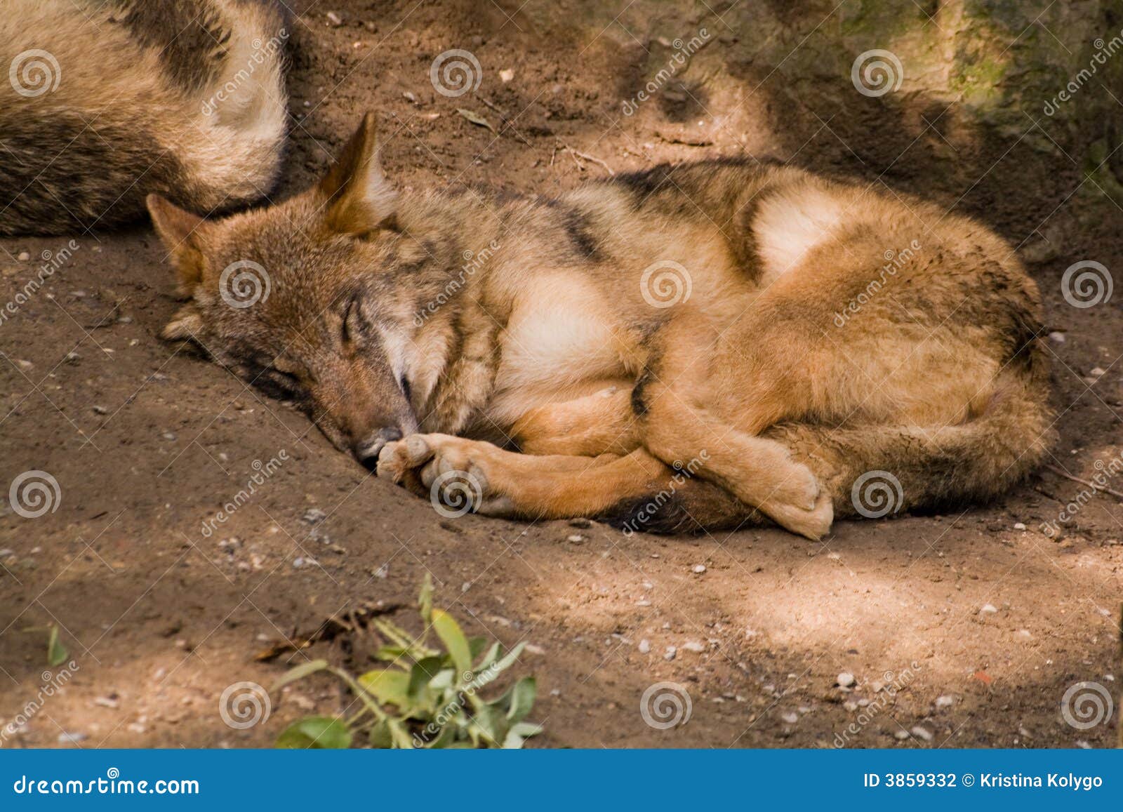 Mongolian Wolf sleeping stock photo. Image of predator - 3859332