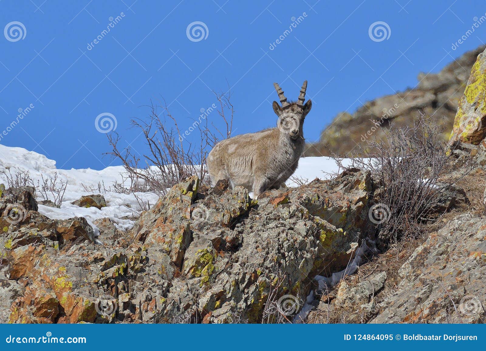 Mongolian Young Ibex stock image. Image of animals, winter - 124864095